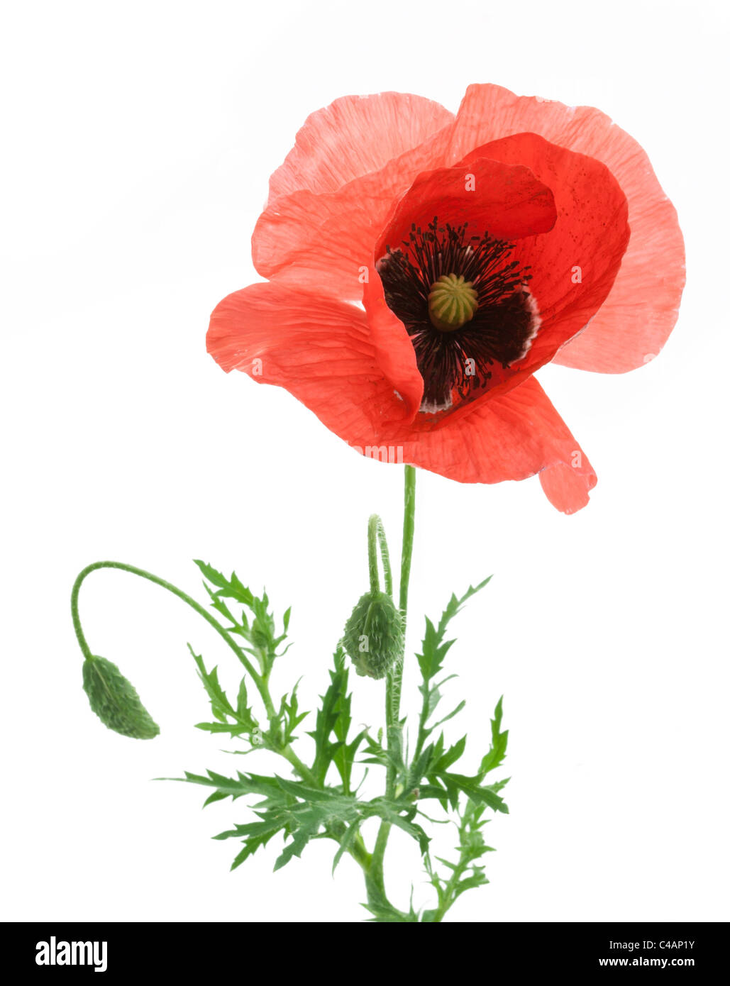 Poppy hi-res stock photography and images - Alamy