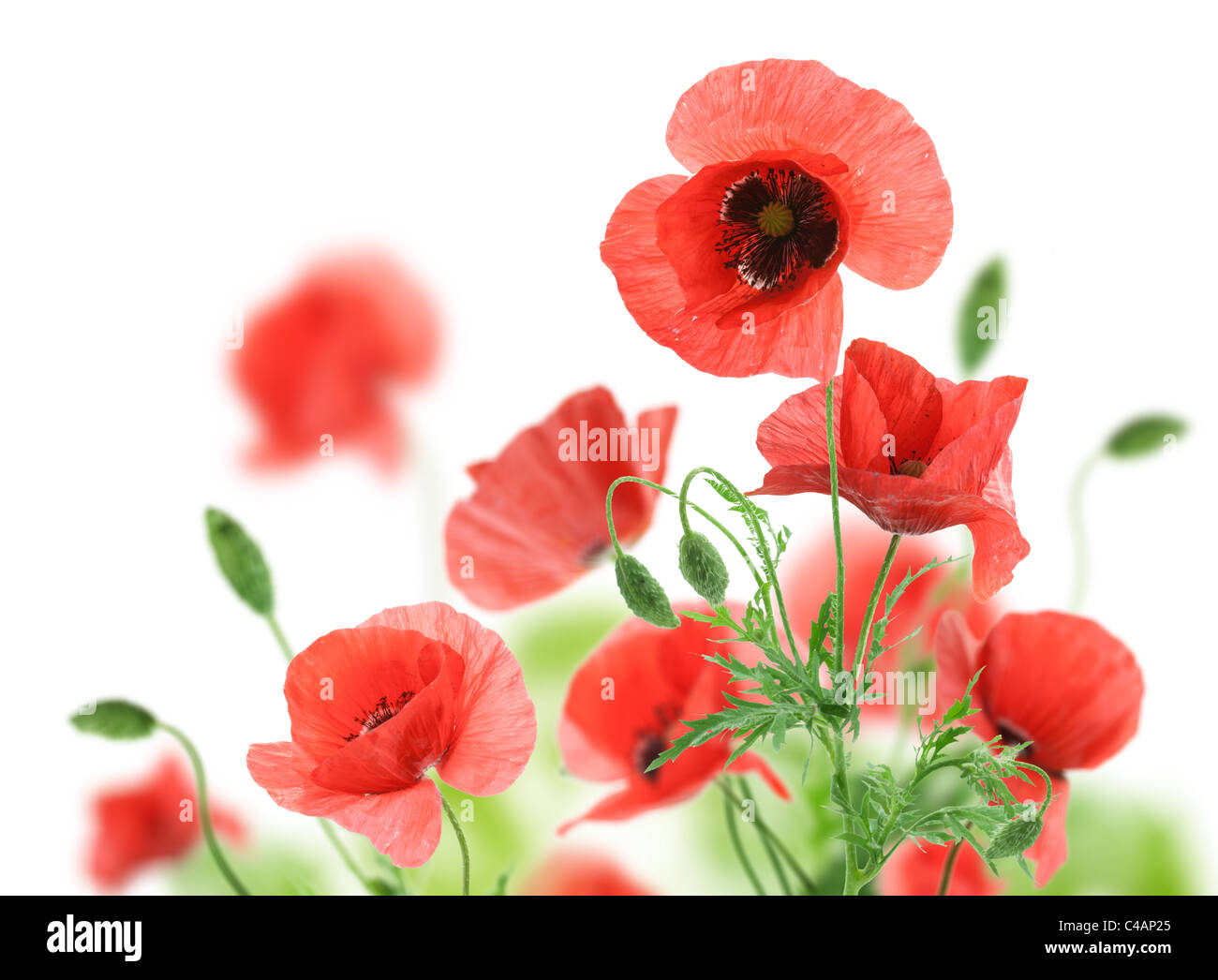 Beautiful red poppies isolated on a white background Stock Photo - Alamy