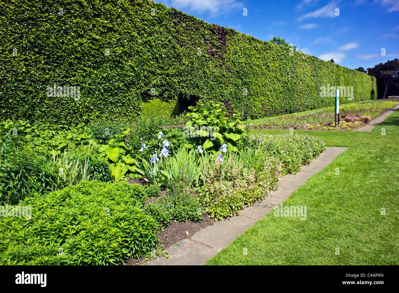 Beech hedge trees hi-res stock photography and images - Alamy
