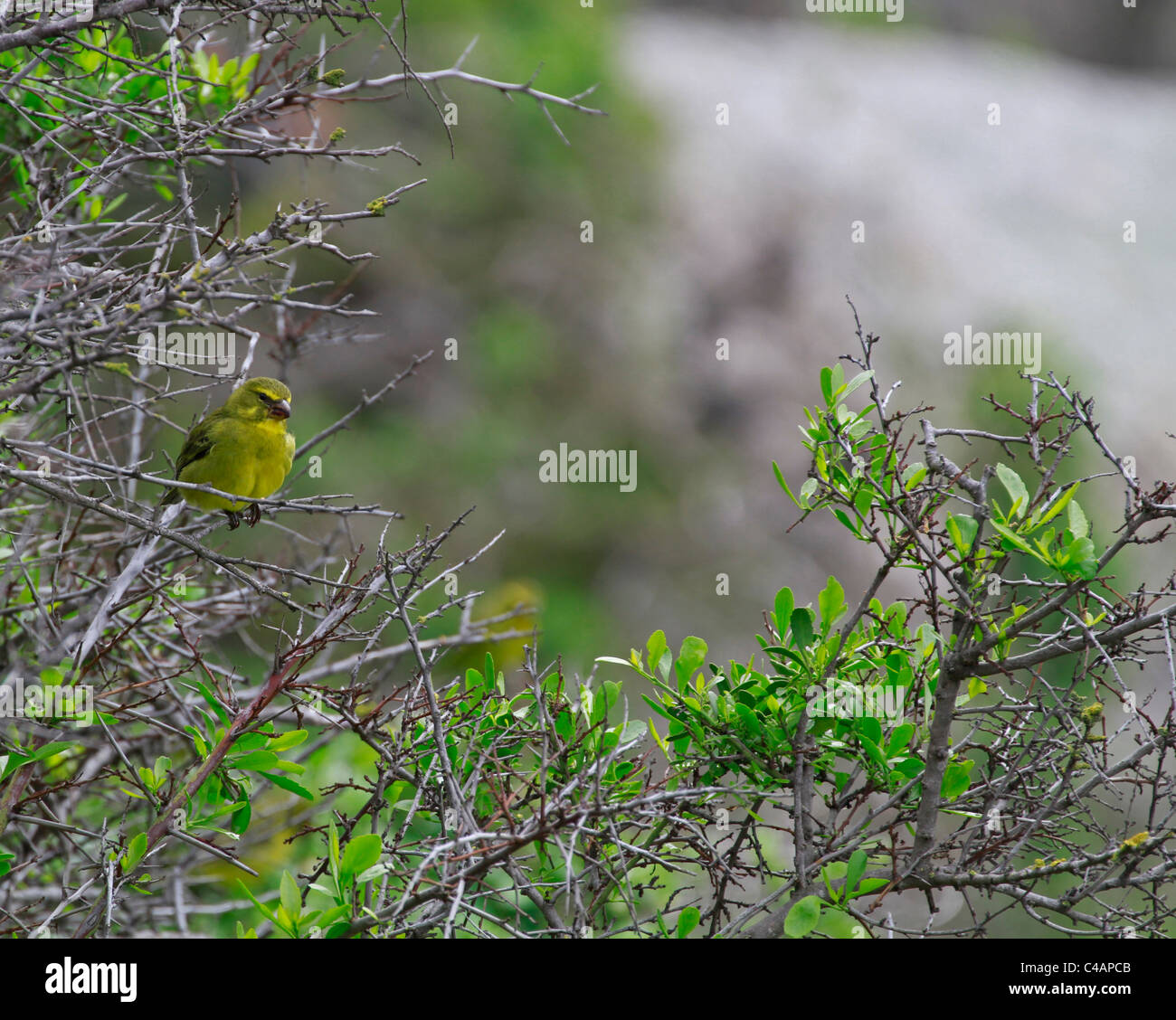 Brimstone Canary or Bully Canary, (Serinus sulphuratus) with stained ...