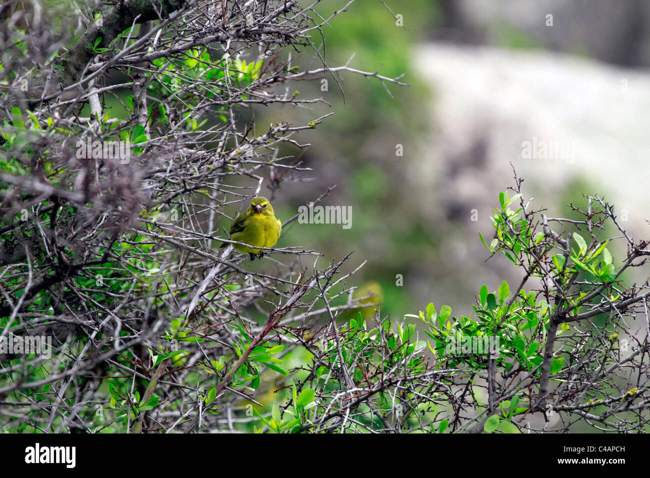 Brimstone Canary or Bully Canary, Serinus sulphuratus, . His beak is ...