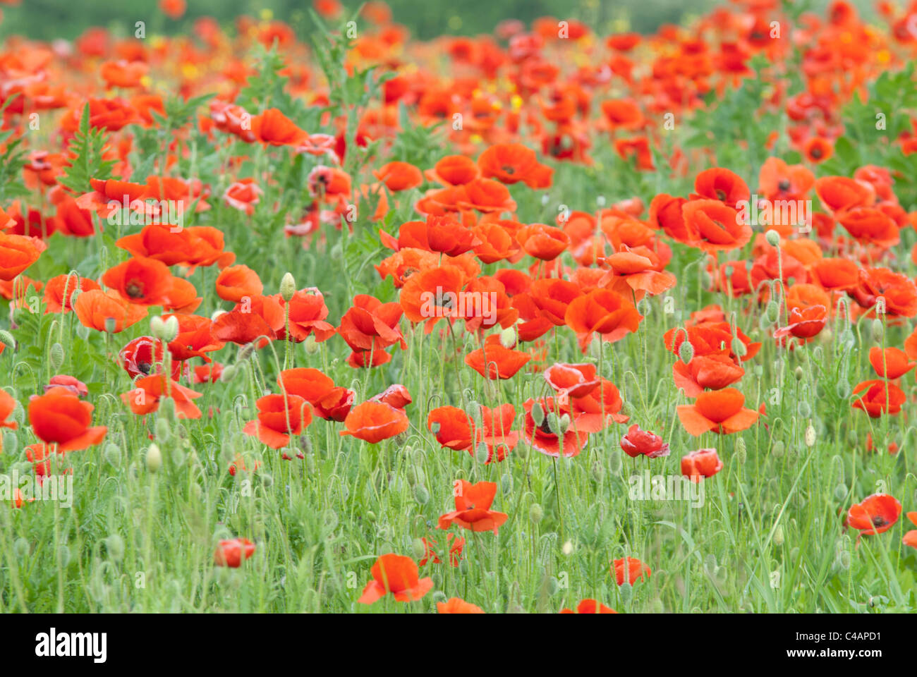 poppy field, poppies, wildflowers, poppy, meadow, fields Stock Photo ...