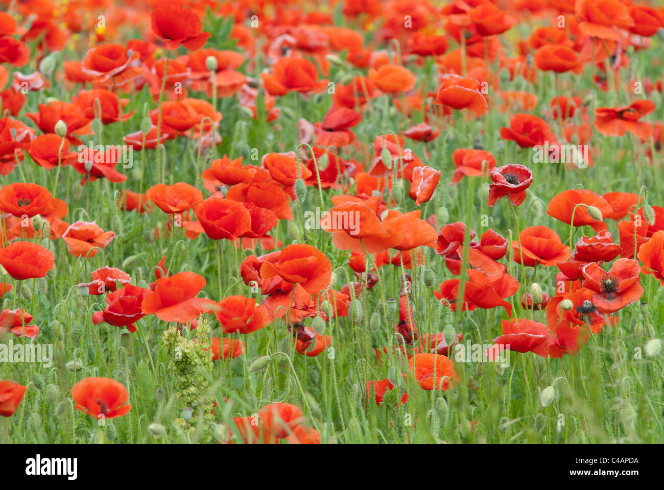 Poppies and wildflowers hi-res stock photography and images - Alamy