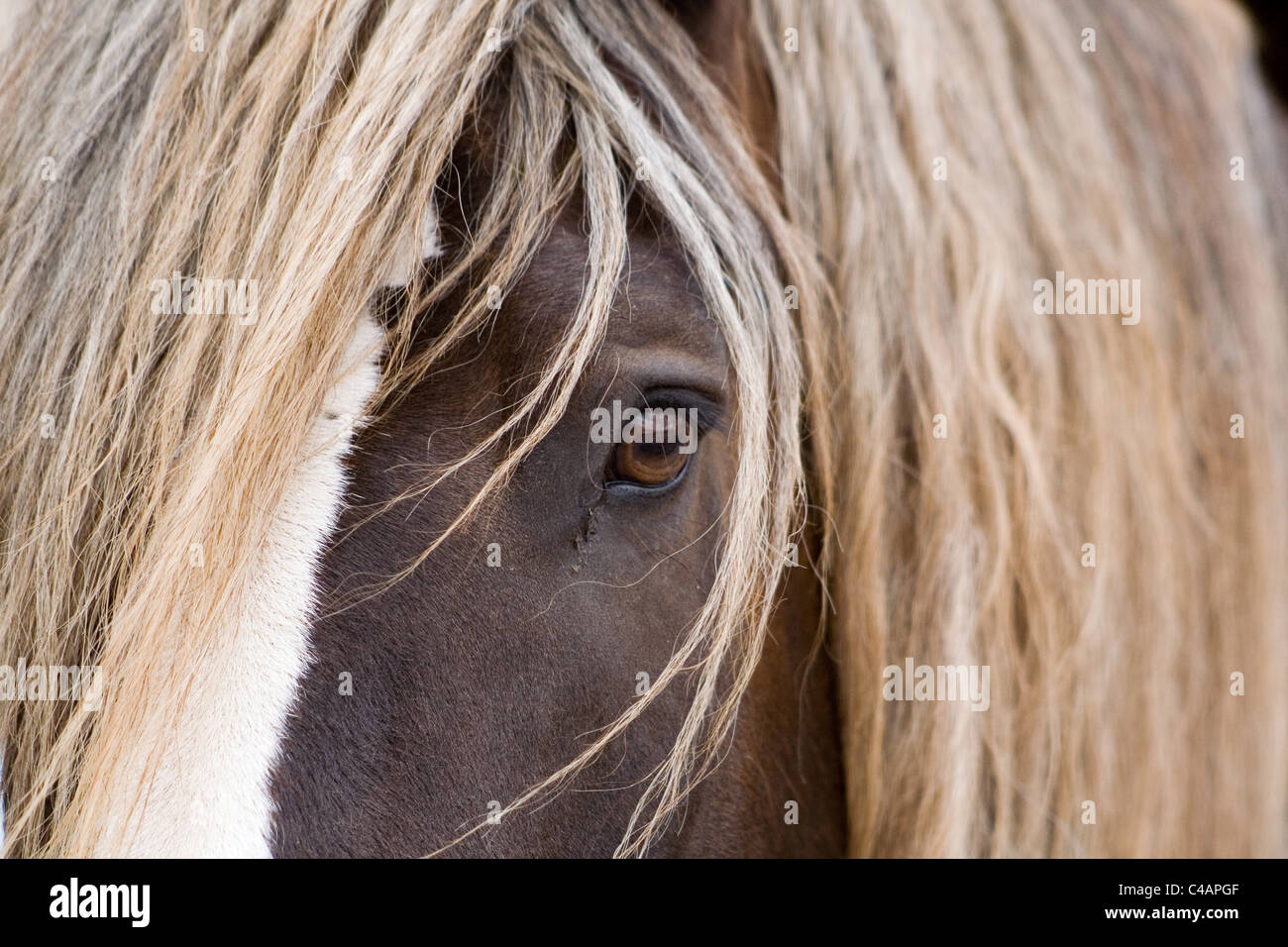 Eye of horse red hi-res stock photography and images - Alamy