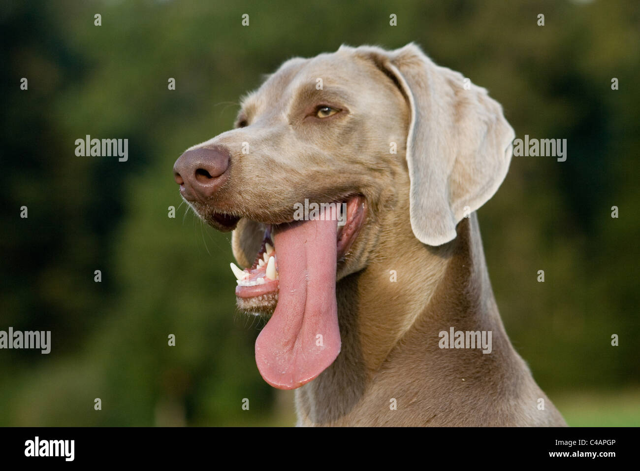 Panting dog outside hi-res stock photography and images - Alamy