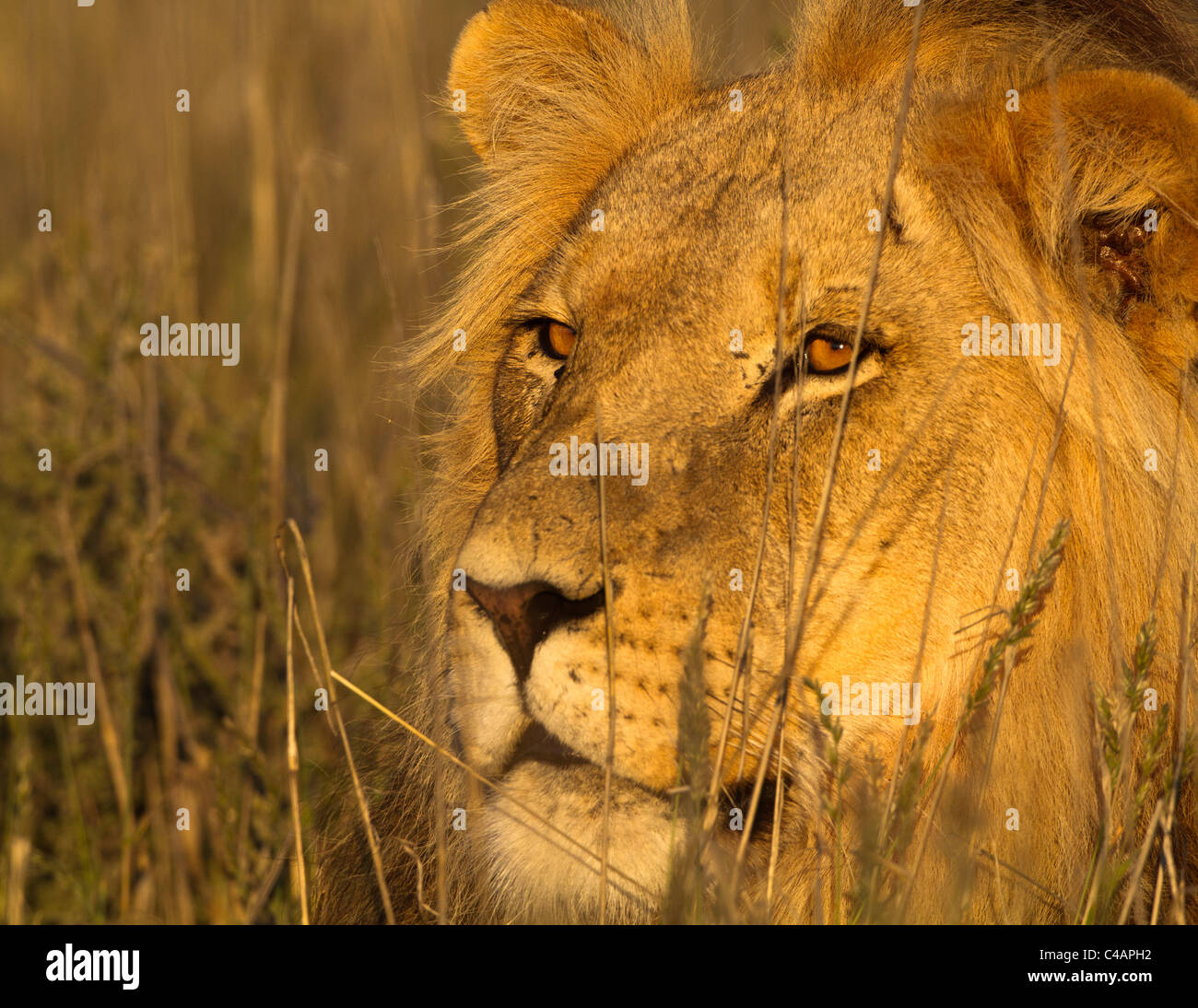 lion male portrait Stock Photo - Alamy