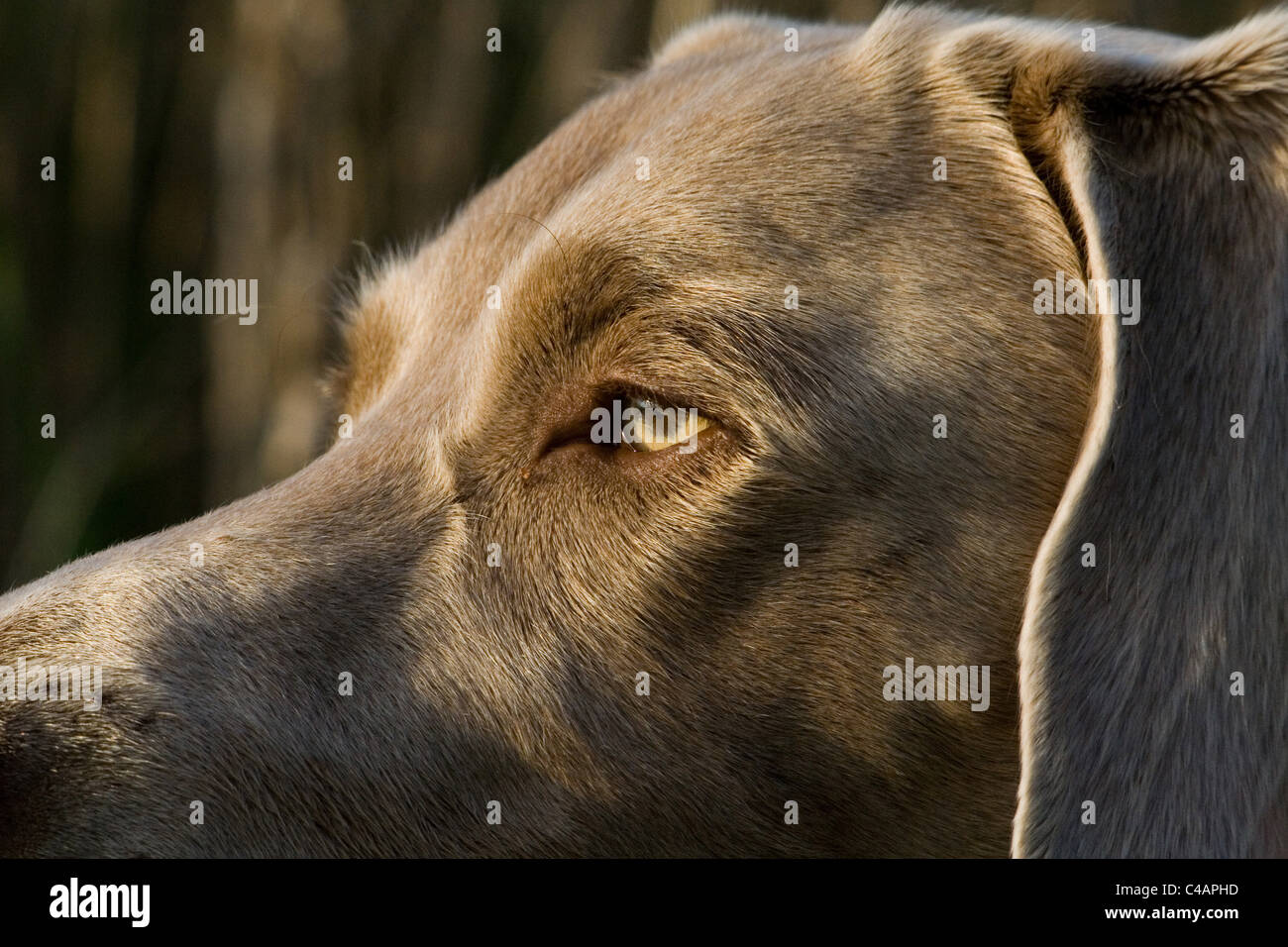 Dog eye hi-res stock photography and images - Alamy