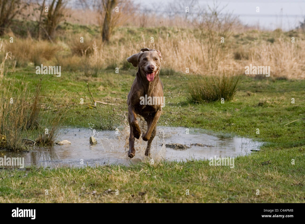 Wet hunting dog jumping hi-res stock photography and images - Alamy