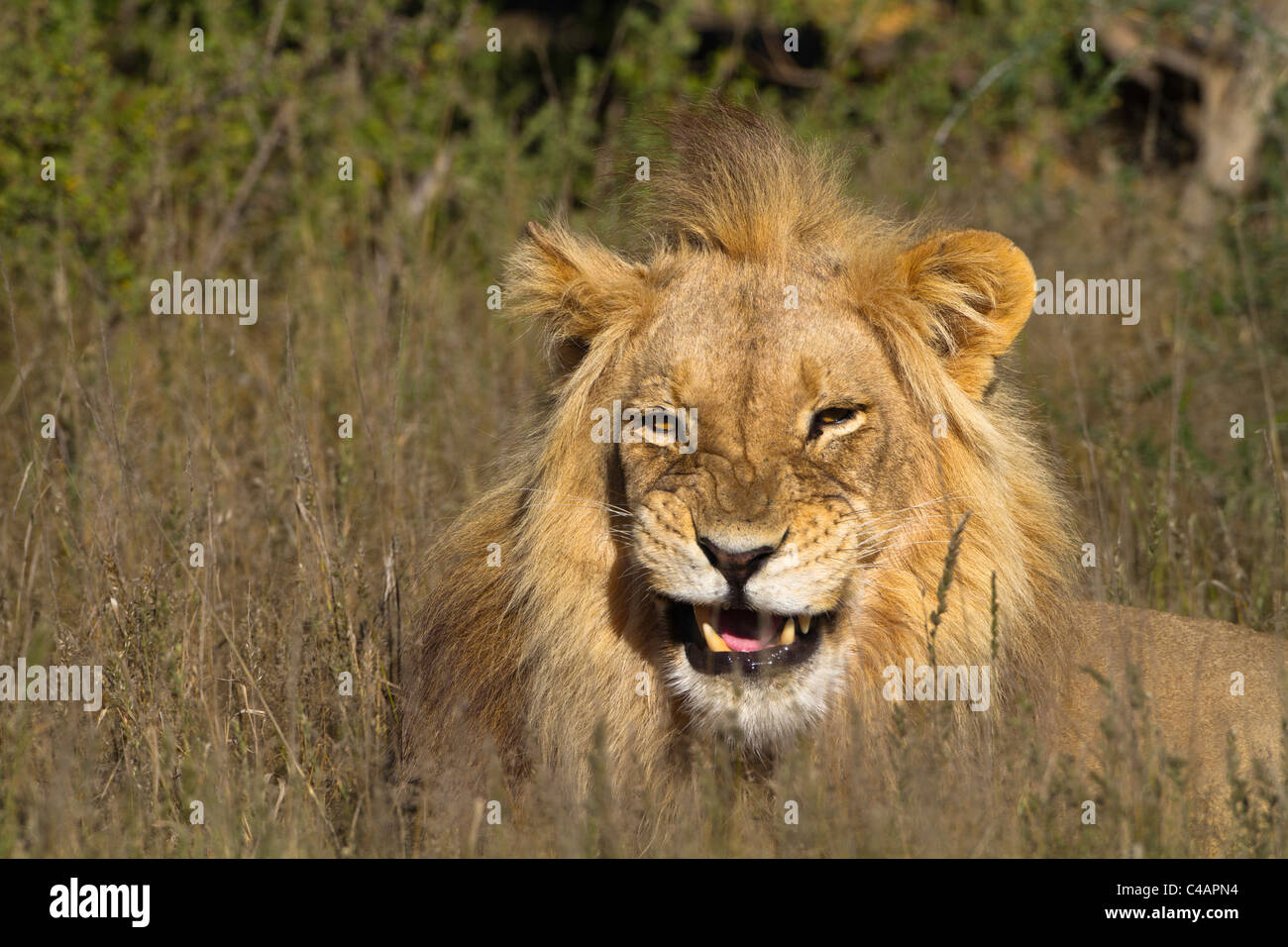 Yawning male hi-res stock photography and images - Alamy