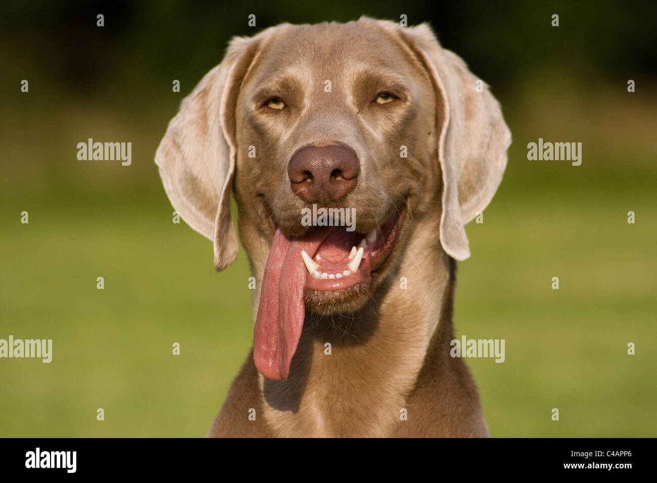 Panting dog outside hi-res stock photography and images - Alamy