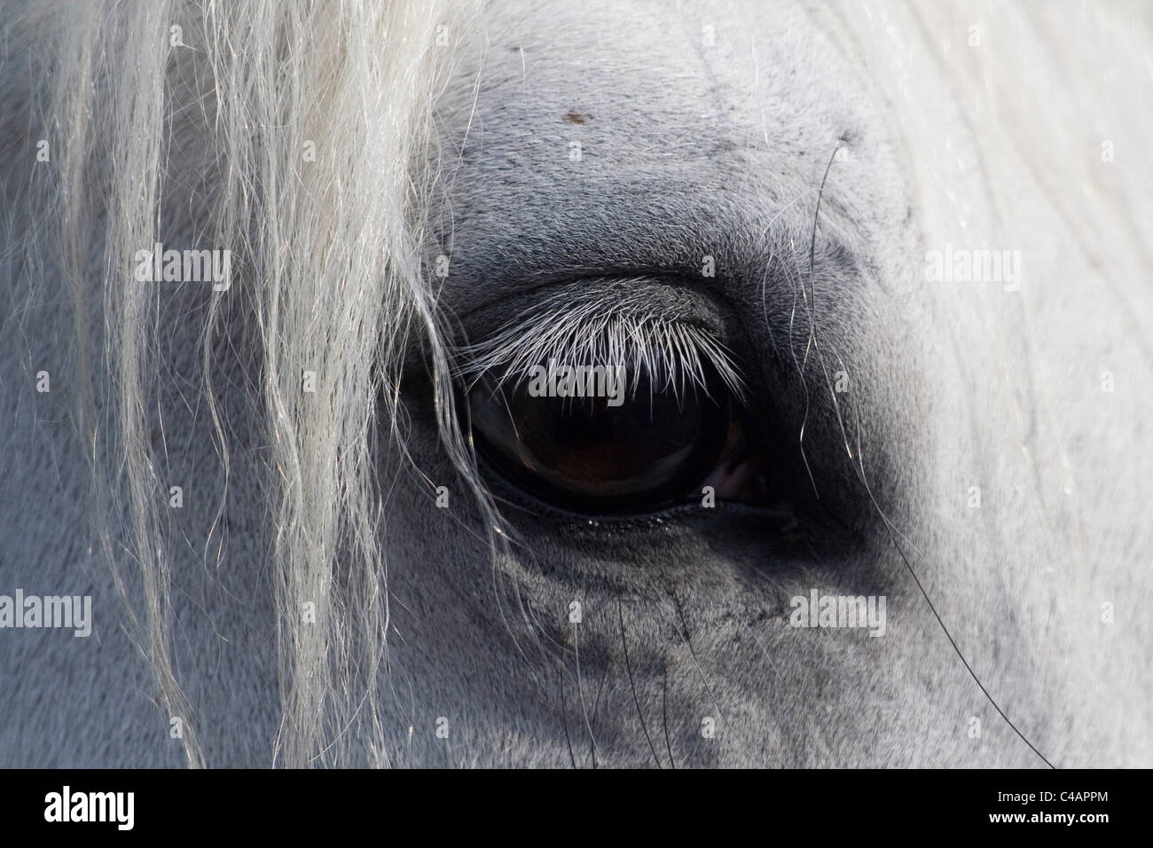 Horse one eye hi-res stock photography and images - Alamy