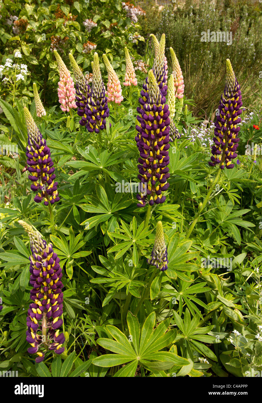 Lupines uk High Resolution Stock Photography and Images - Alamy