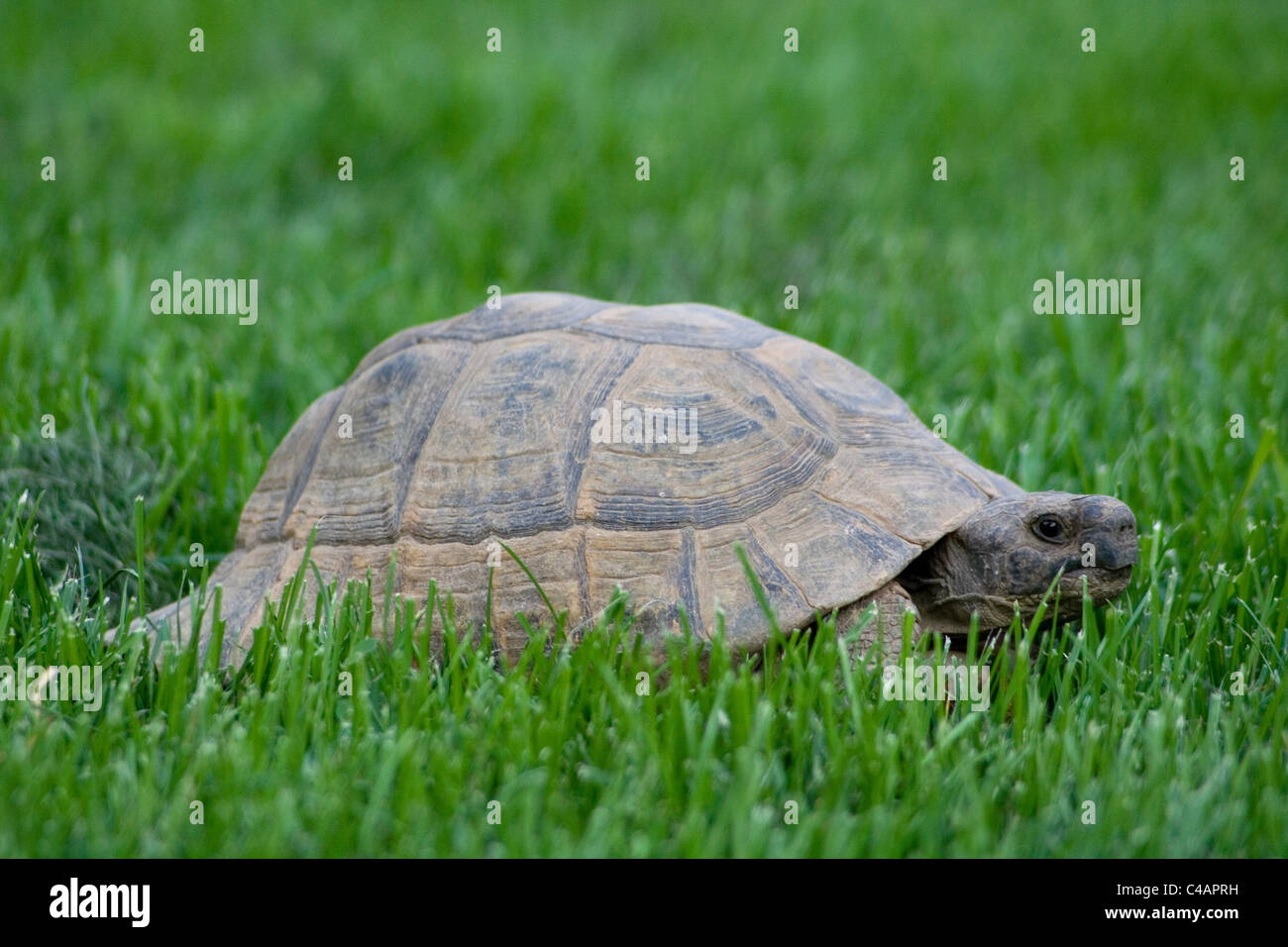 Turtle turtles hi-res stock photography and images - Alamy