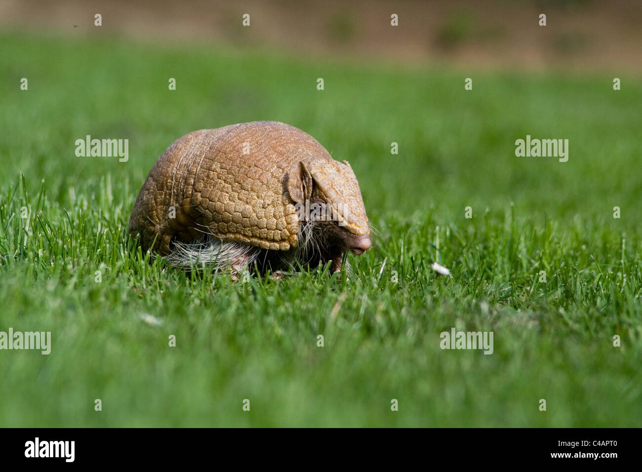 Armadillos dasypodidae hi-res stock photography and images - Alamy