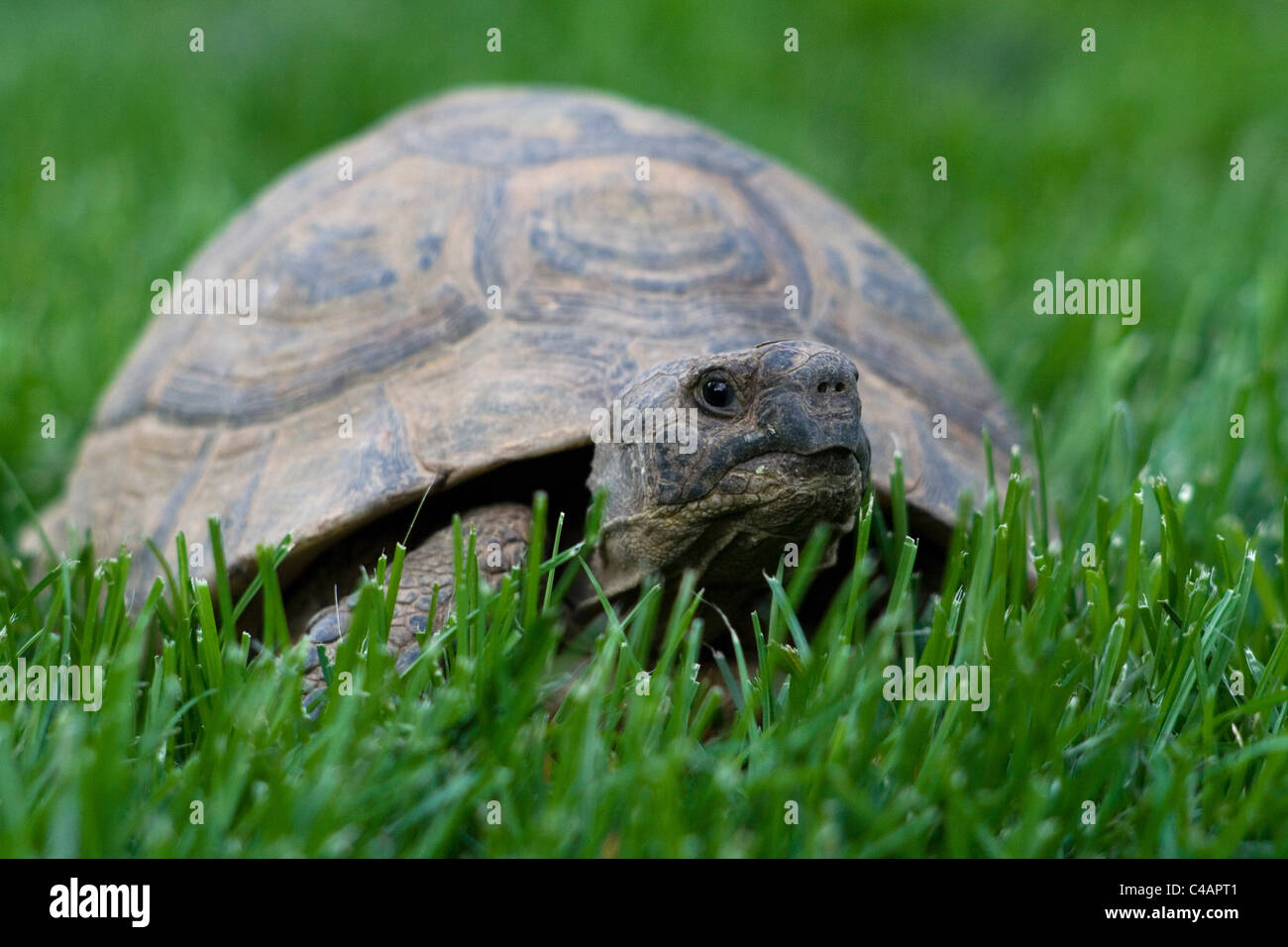 Adult turtles hi-res stock photography and images - Alamy