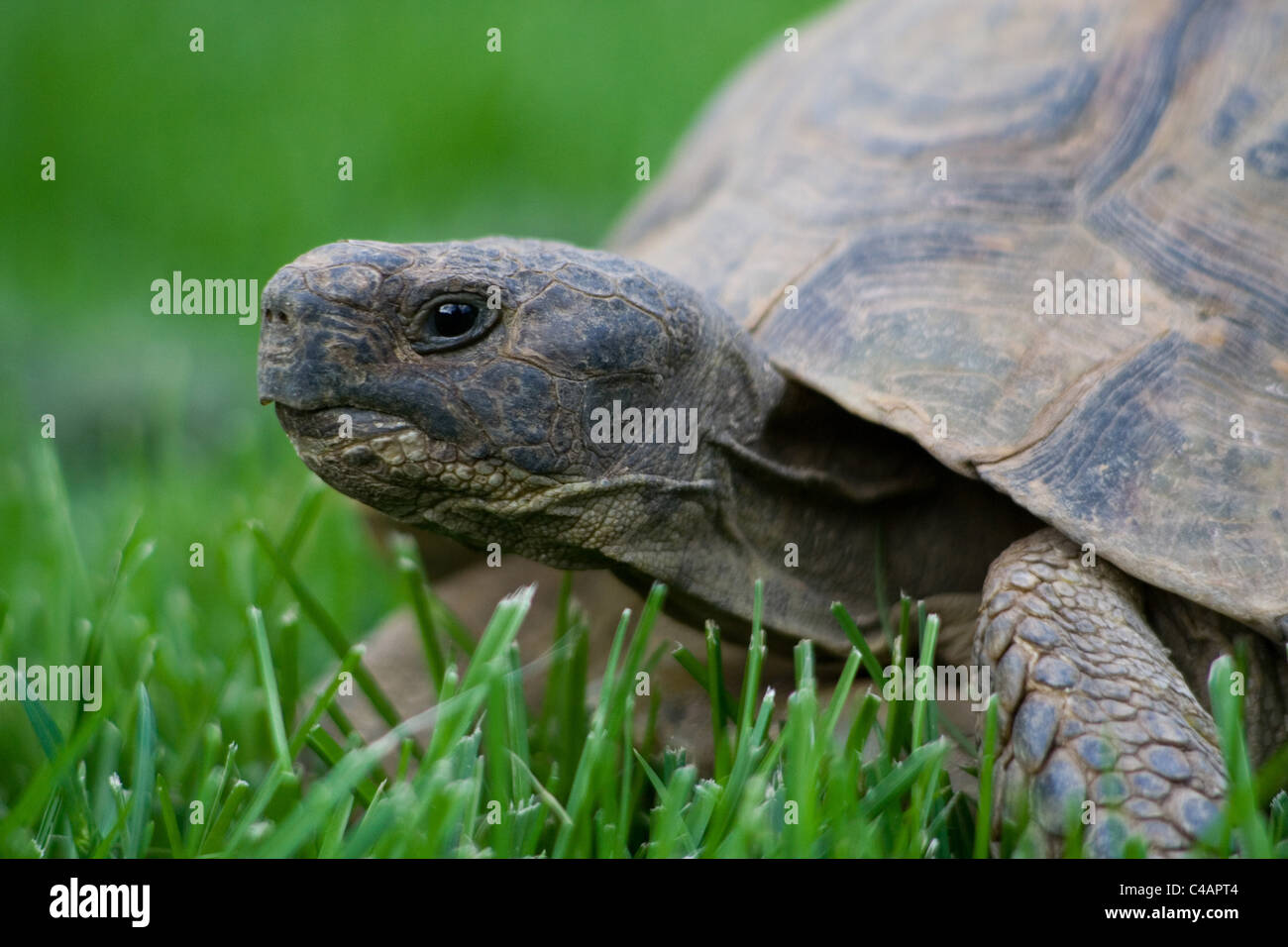 Turtle turtles hi-res stock photography and images - Alamy