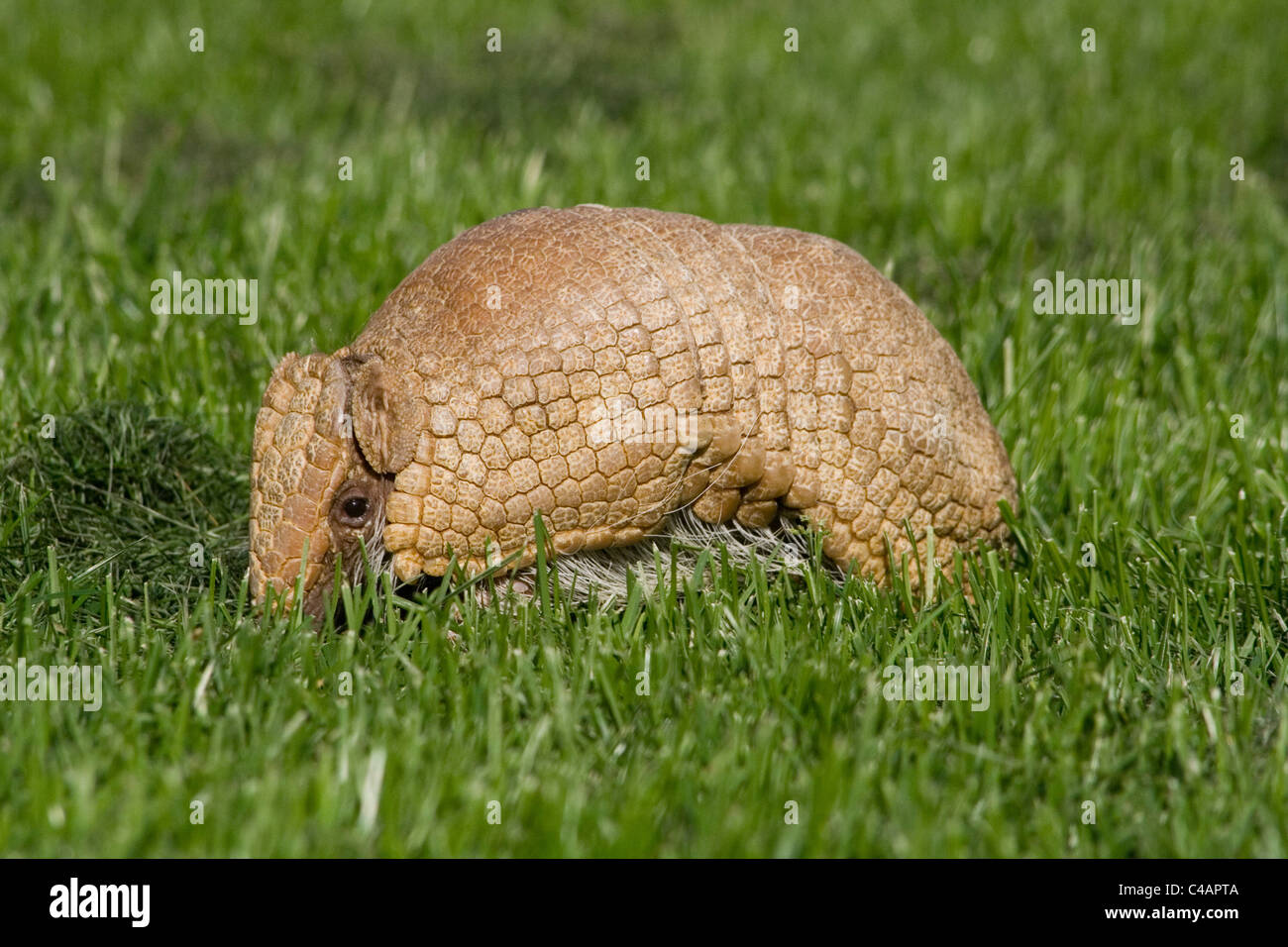Armadillos dasypodidae hi-res stock photography and images - Alamy