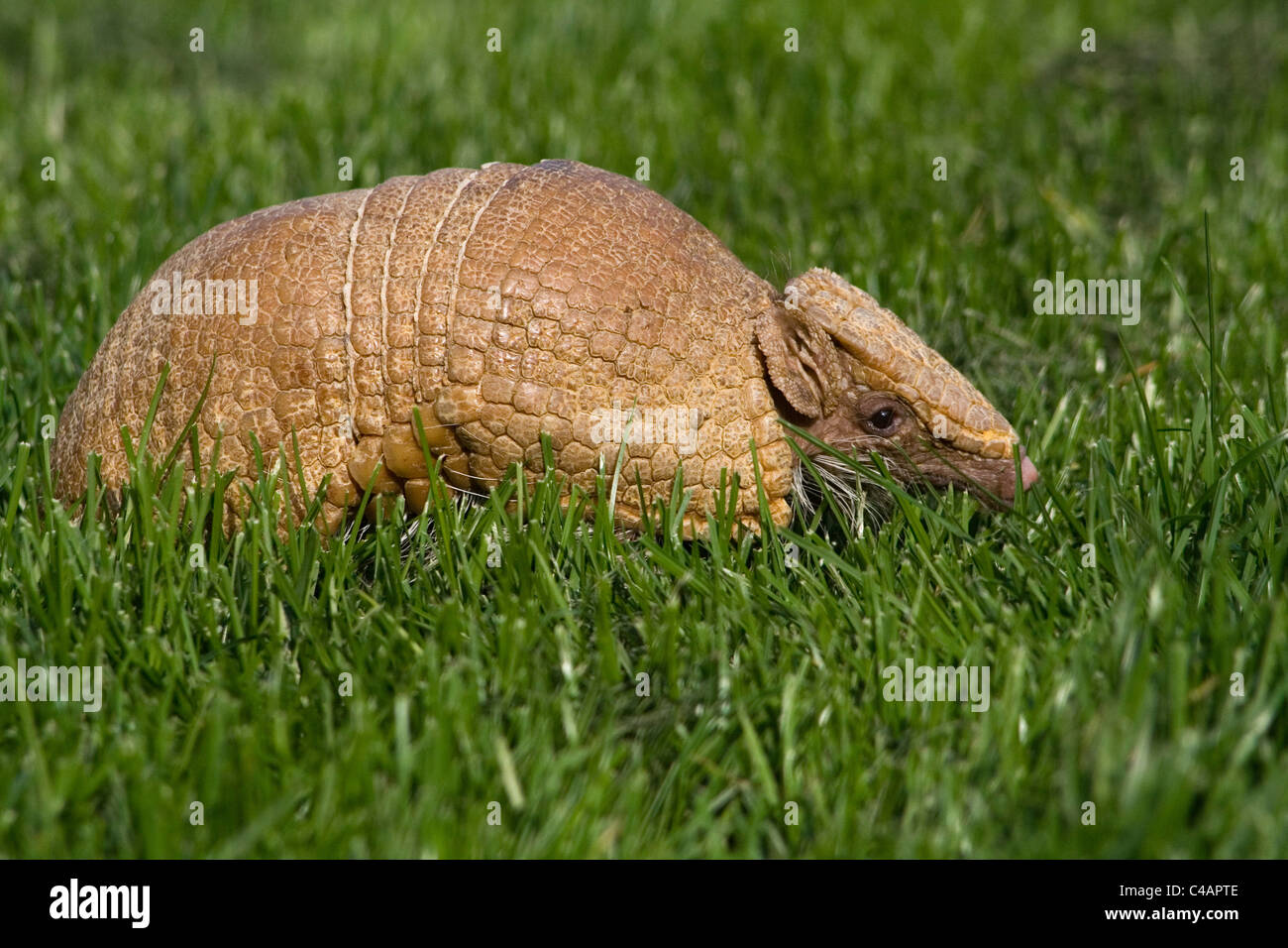 Armadillos dasypodidae hi-res stock photography and images - Alamy