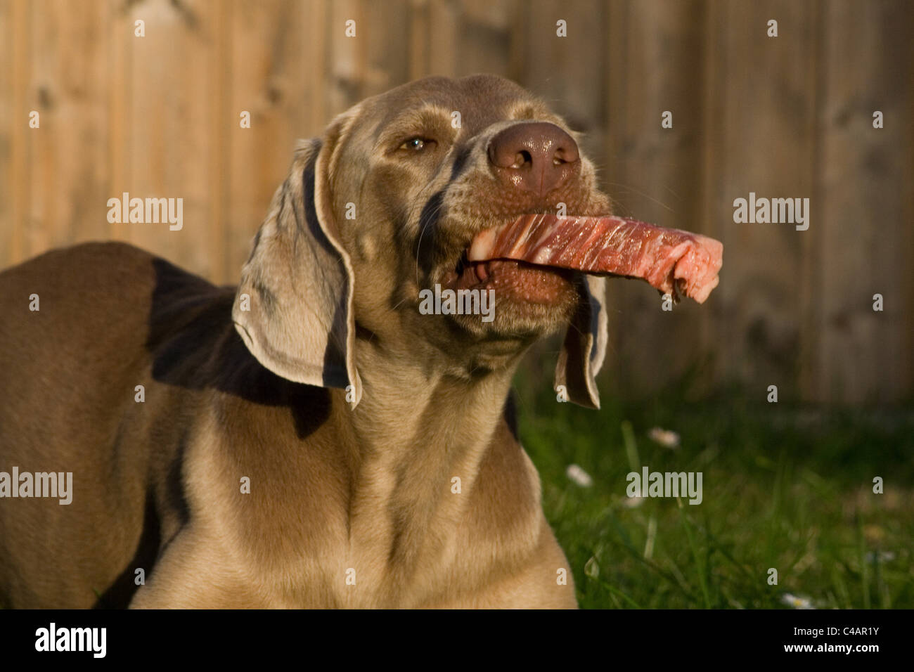 Hounds eating hi-res stock photography and images - Alamy