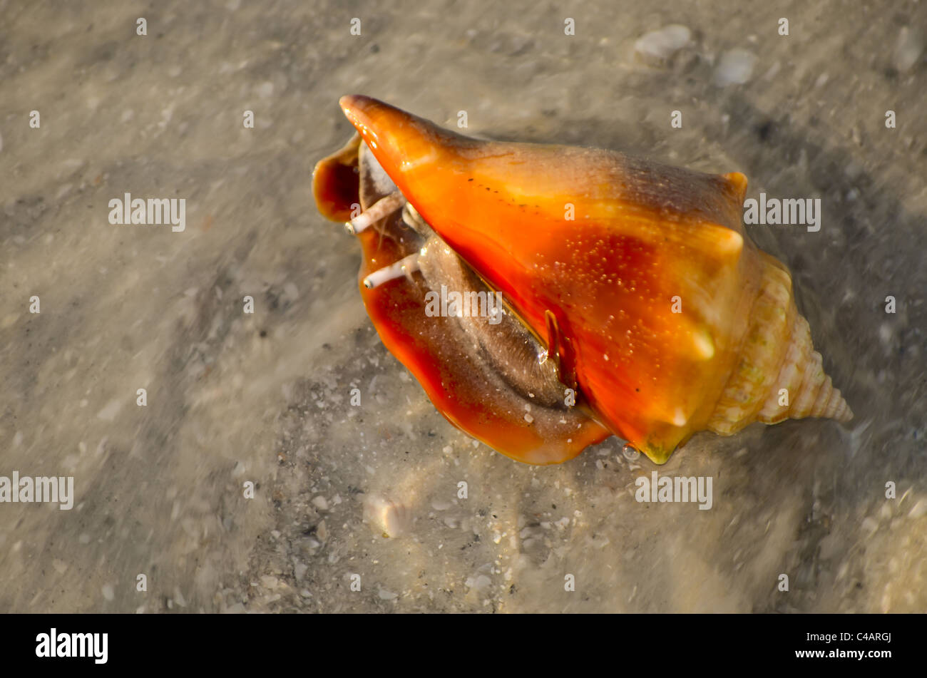 Florida Fighting Conch Looking Around on the Beach - Great Picture of ...