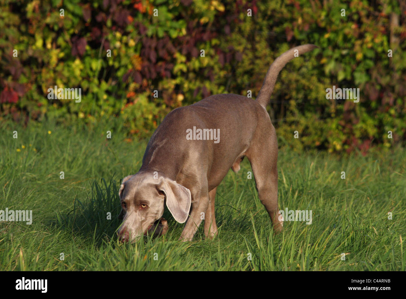 Snuff snuffling behaviour behavior lateral side laterally landscape ...