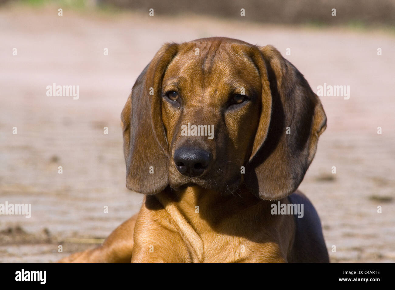 Bavarian dog hi-res stock photography and images - Alamy