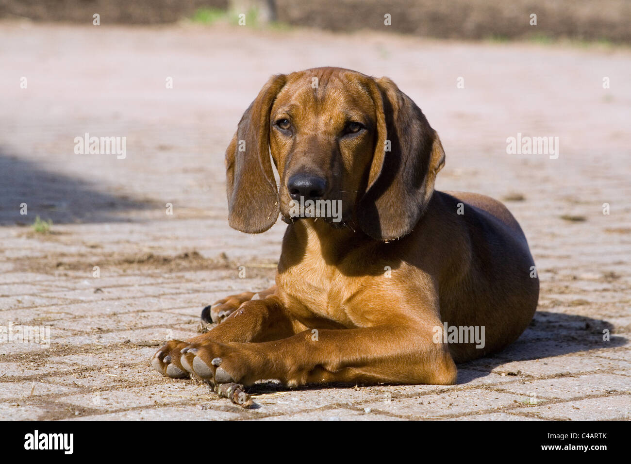 Bavarian hunting dog hi-res stock photography and images - Alamy