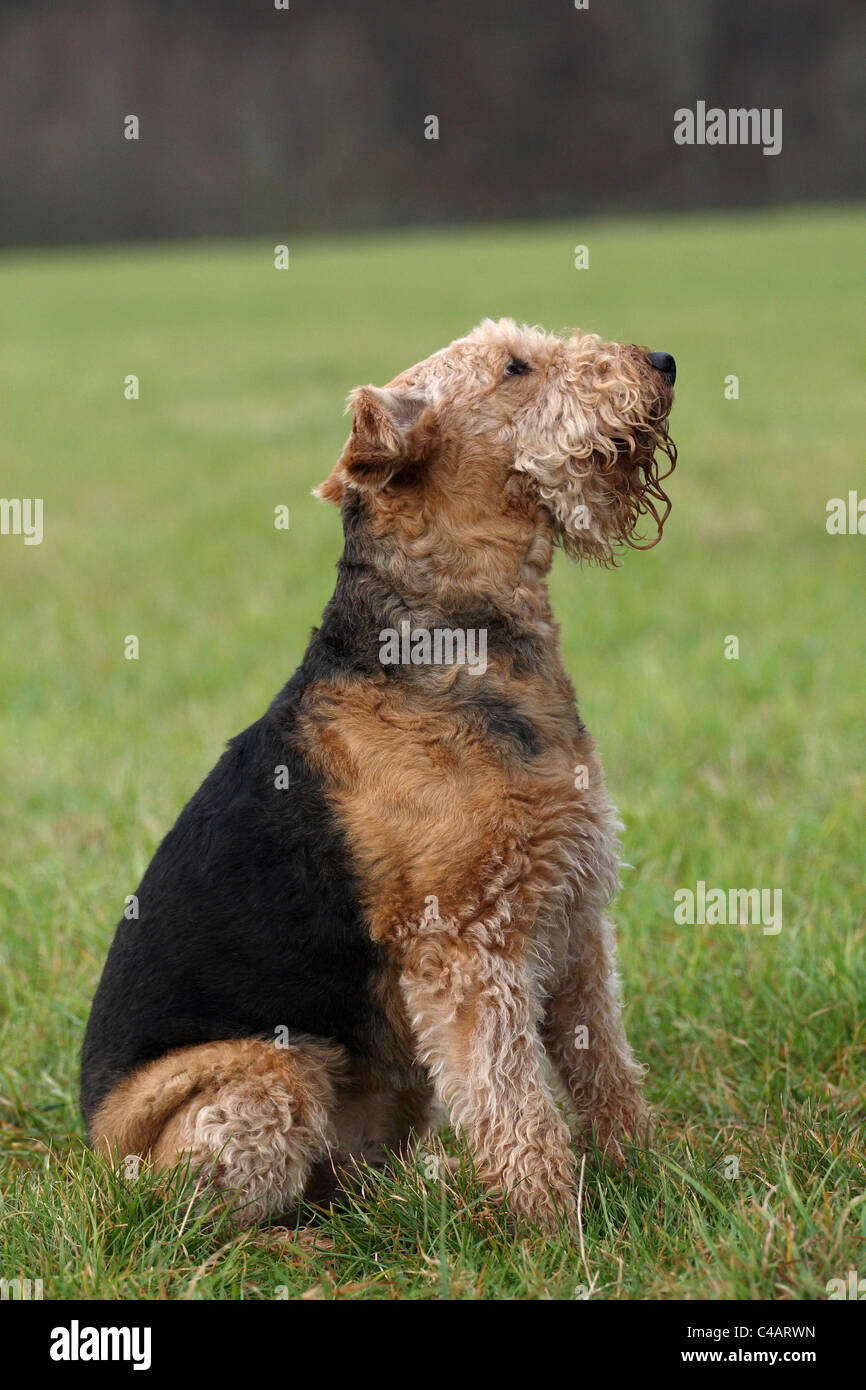 sitting Airedale Terrier Stock Photo - Alamy