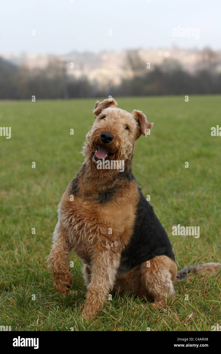 sitting Airedale Terrier Stock Photo - Alamy