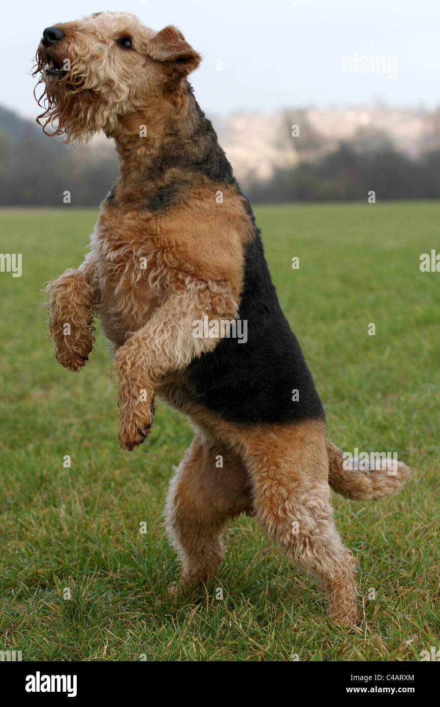 Begging dogs hi-res stock photography and images - Alamy