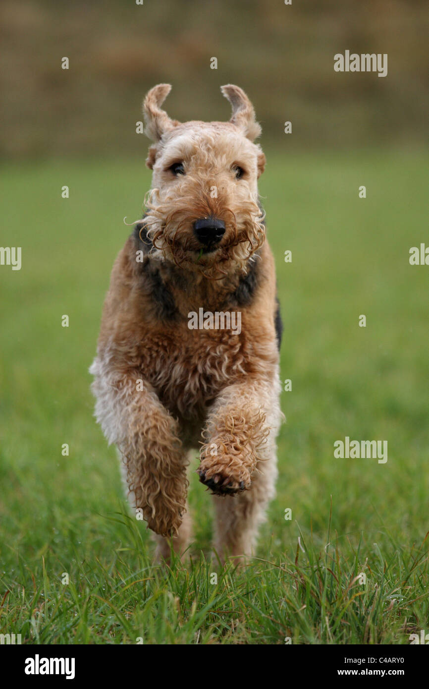 running Airedale Terrier Stock Photo - Alamy