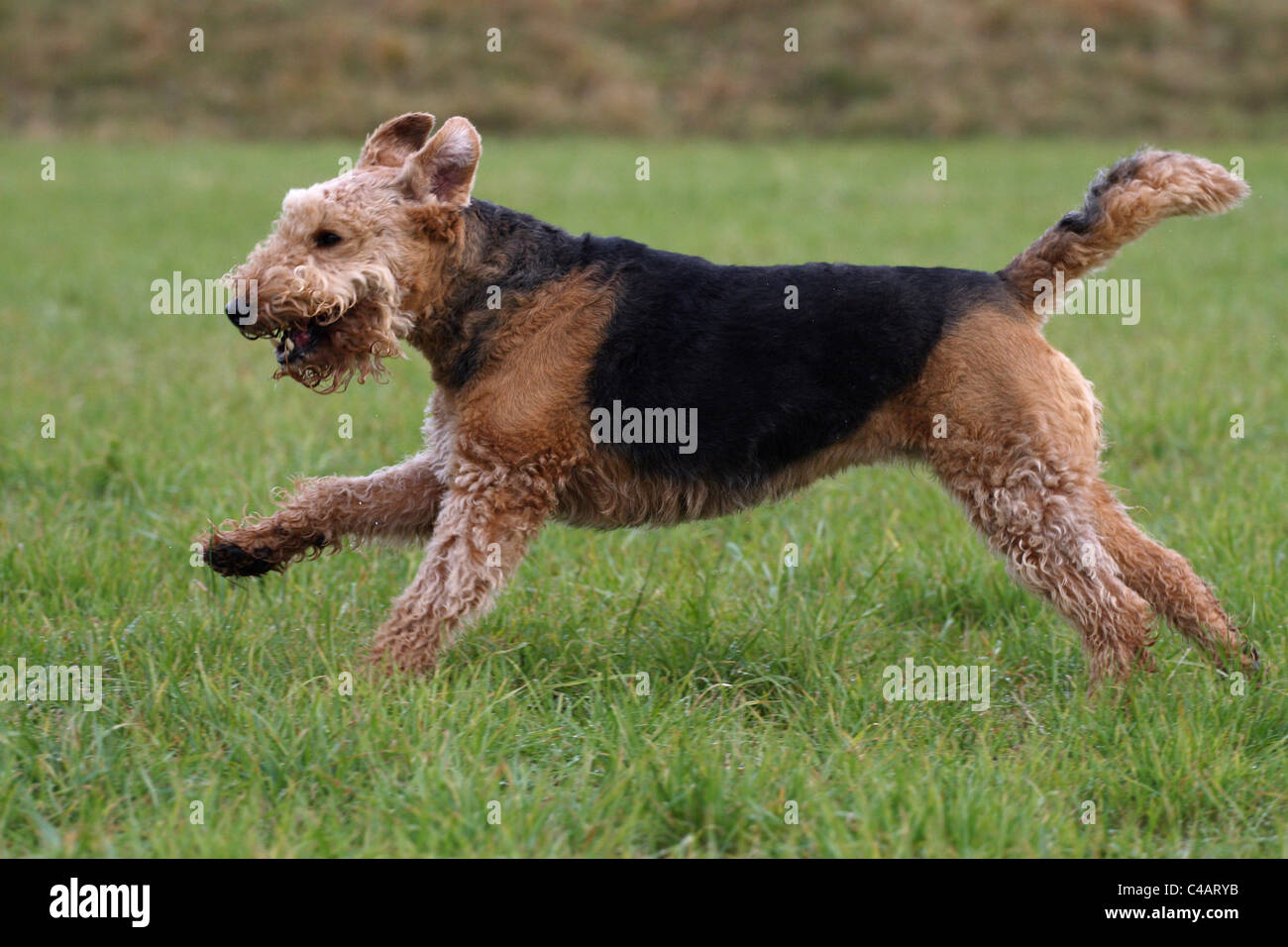 Airedale terrier hi-res stock photography and images - Alamy