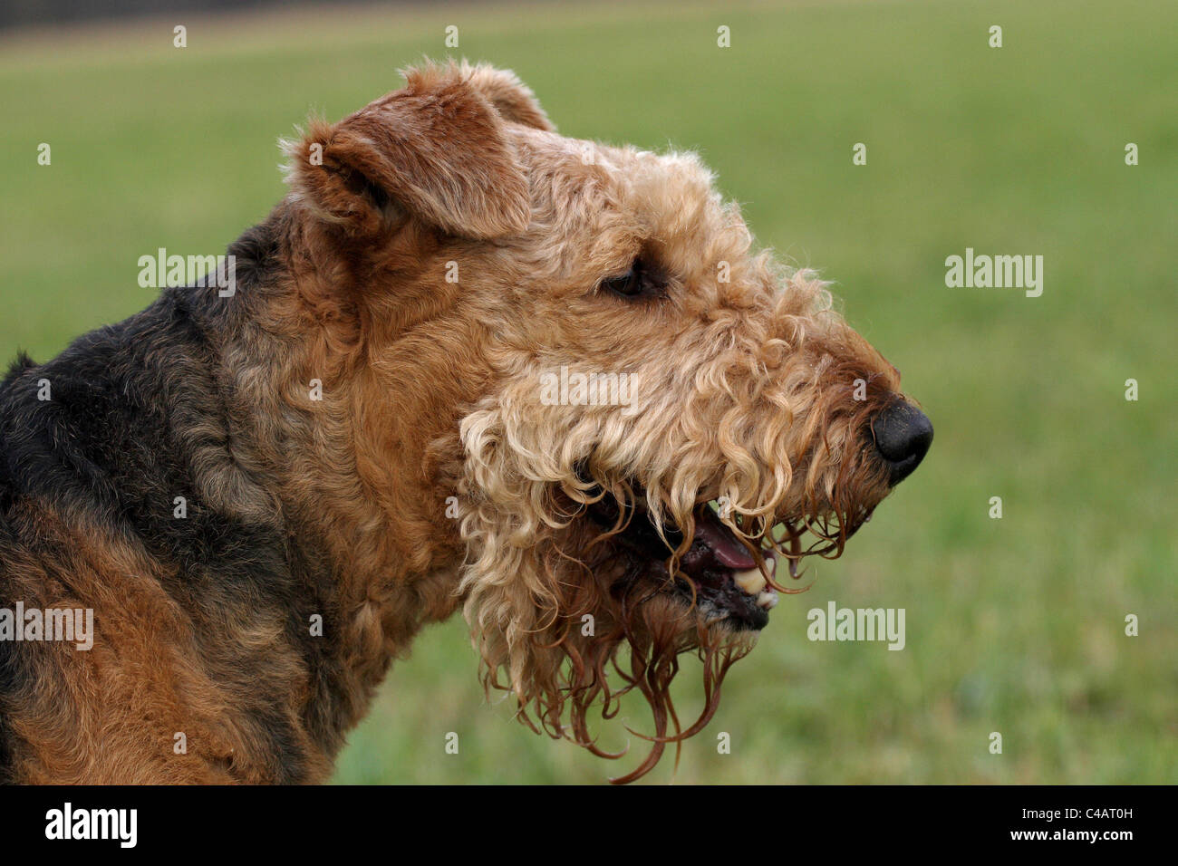 Airedale terrier side hi-res stock photography and images - Alamy