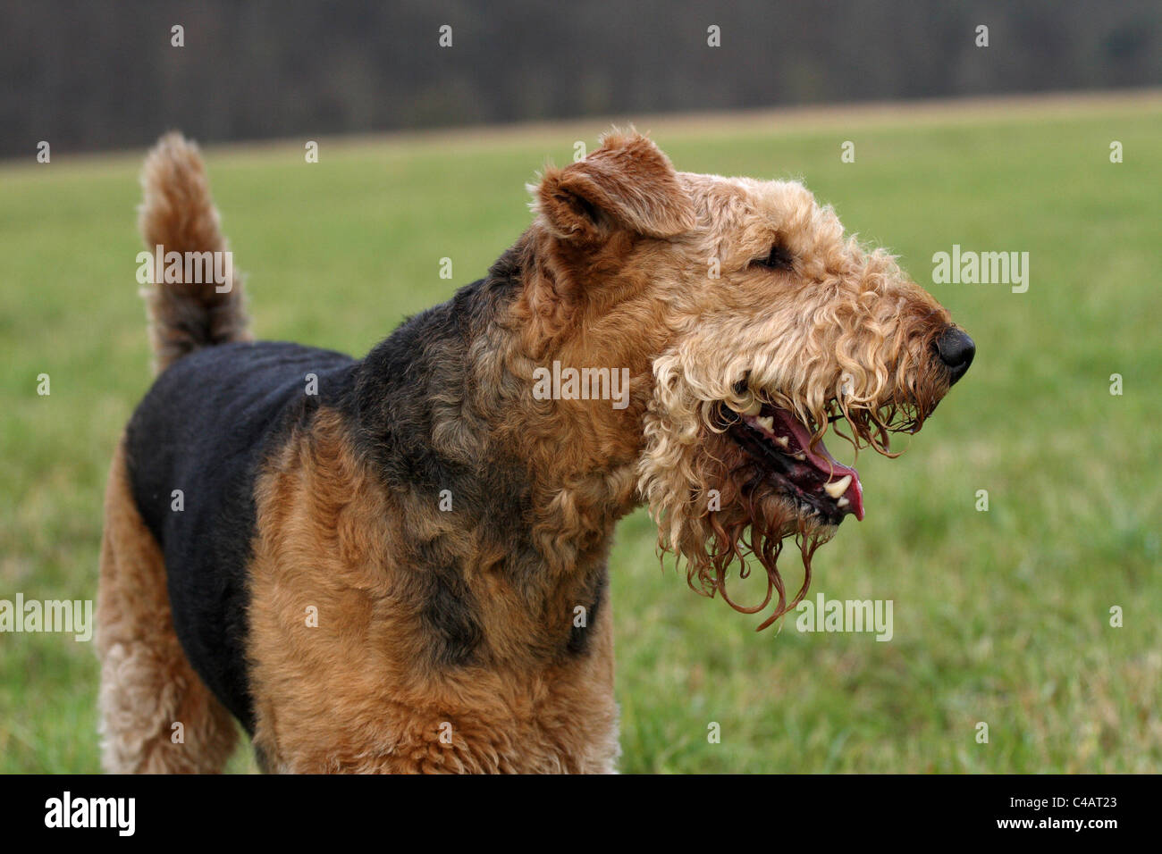 Airedale terrier side hi-res stock photography and images - Alamy