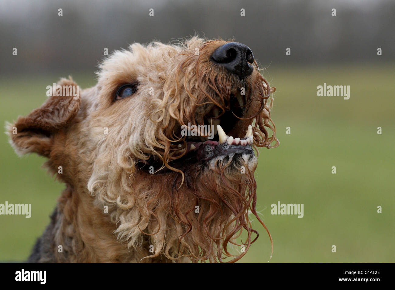 Airedale Terrier Portrait Stock Photo - Alamy