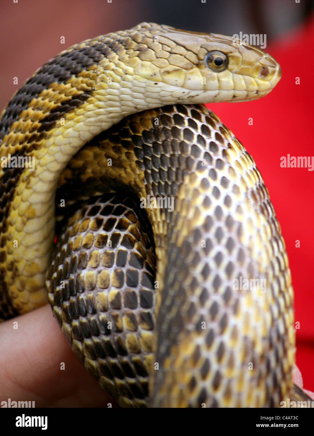 Snake wrapped hi-res stock photography and images - Alamy