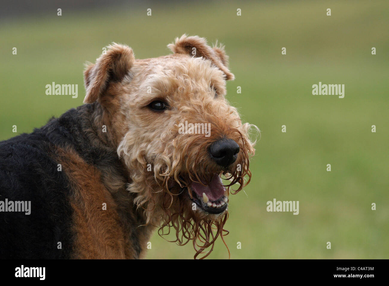 Airedale Terrier Portrait Stock Photo - Alamy