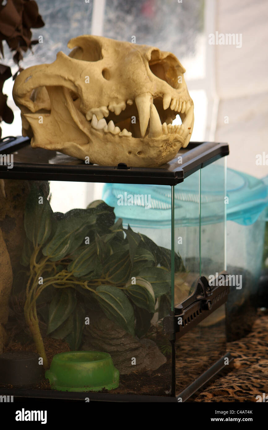A carnivores skull from the side showing its large canine teeth Stock ...