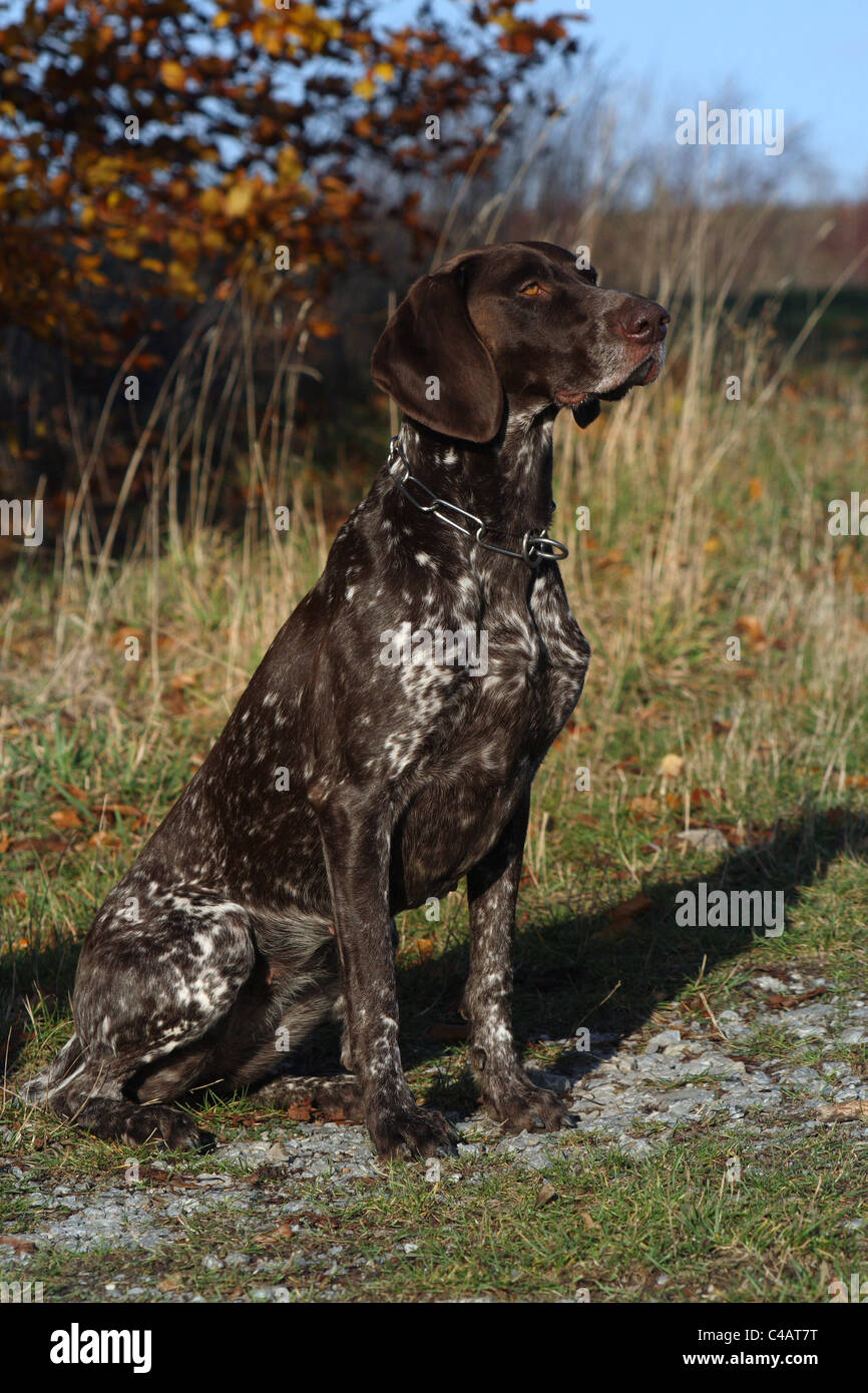 sitting German Shorthaired Pointer Stock Photo - Alamy