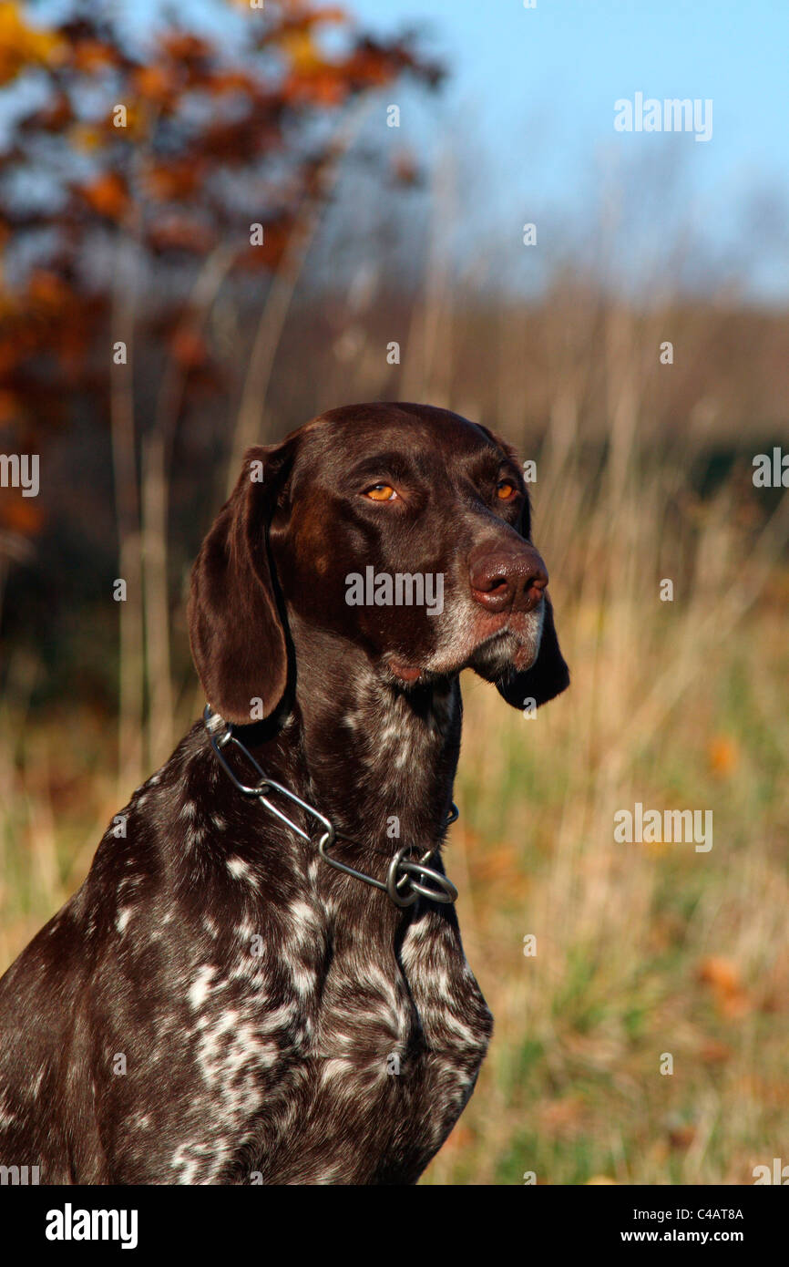 German short hair pointer hi-res stock photography and images - Alamy