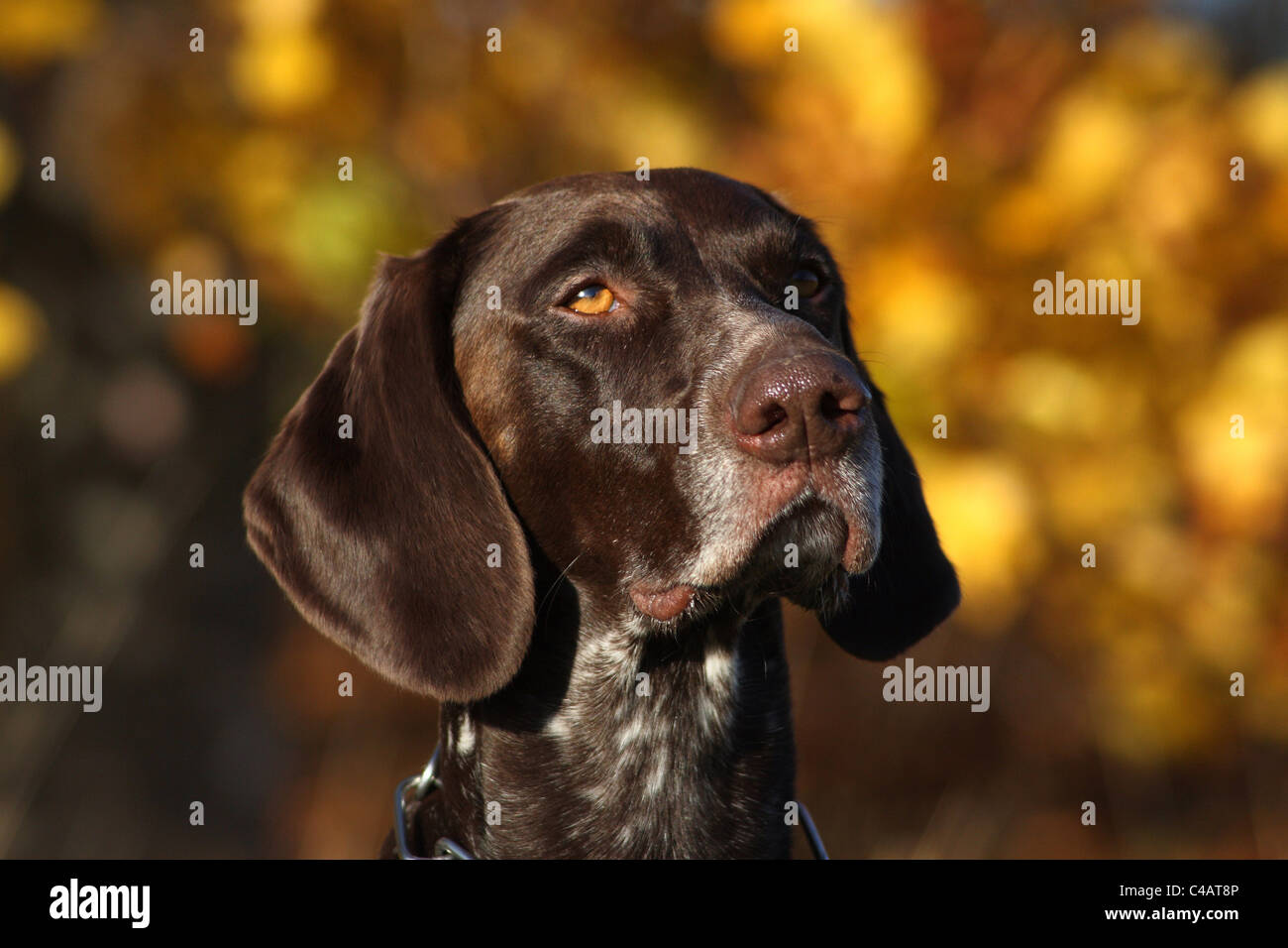 German shorthaired pointer dog hi-res stock photography and images - Alamy