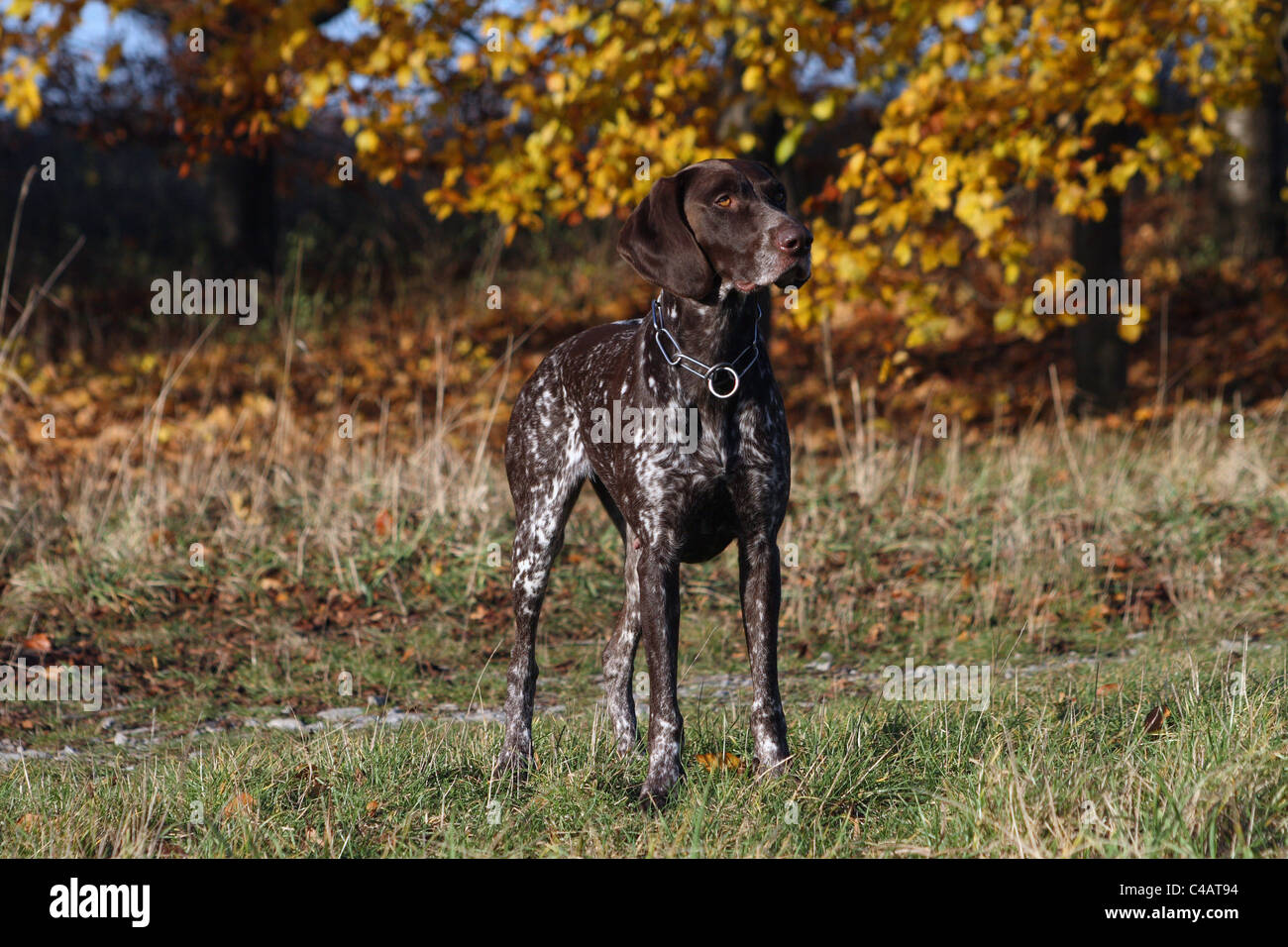 German short hair pointer hi-res stock photography and images - Alamy