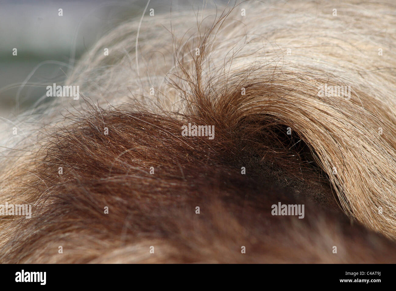 Mane comb hi-res stock photography and images - Alamy