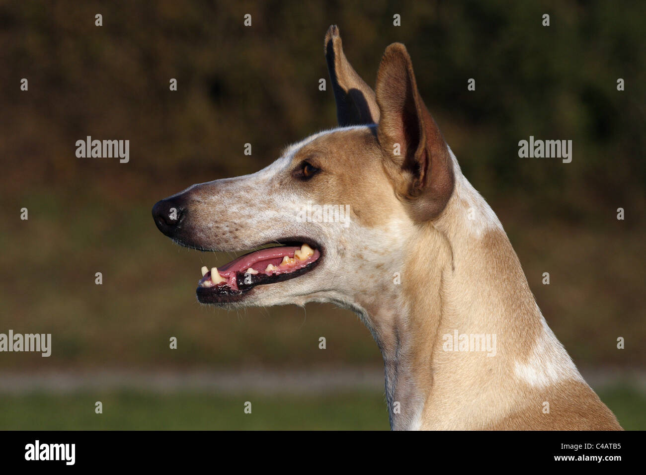 Are Pig Ears Bad For A Podenco Canario