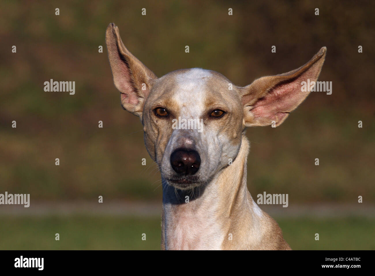 Are Pig Ears Bad For A Podenco Canario