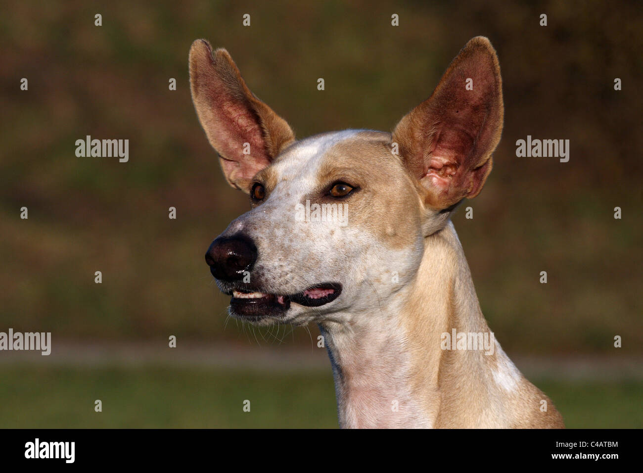Are Pig Ears Bad For A Podenco Canario