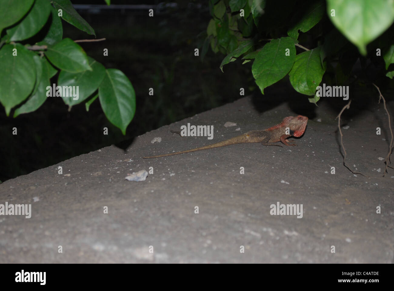 a lizard in farm house Stock Photo - Alamy