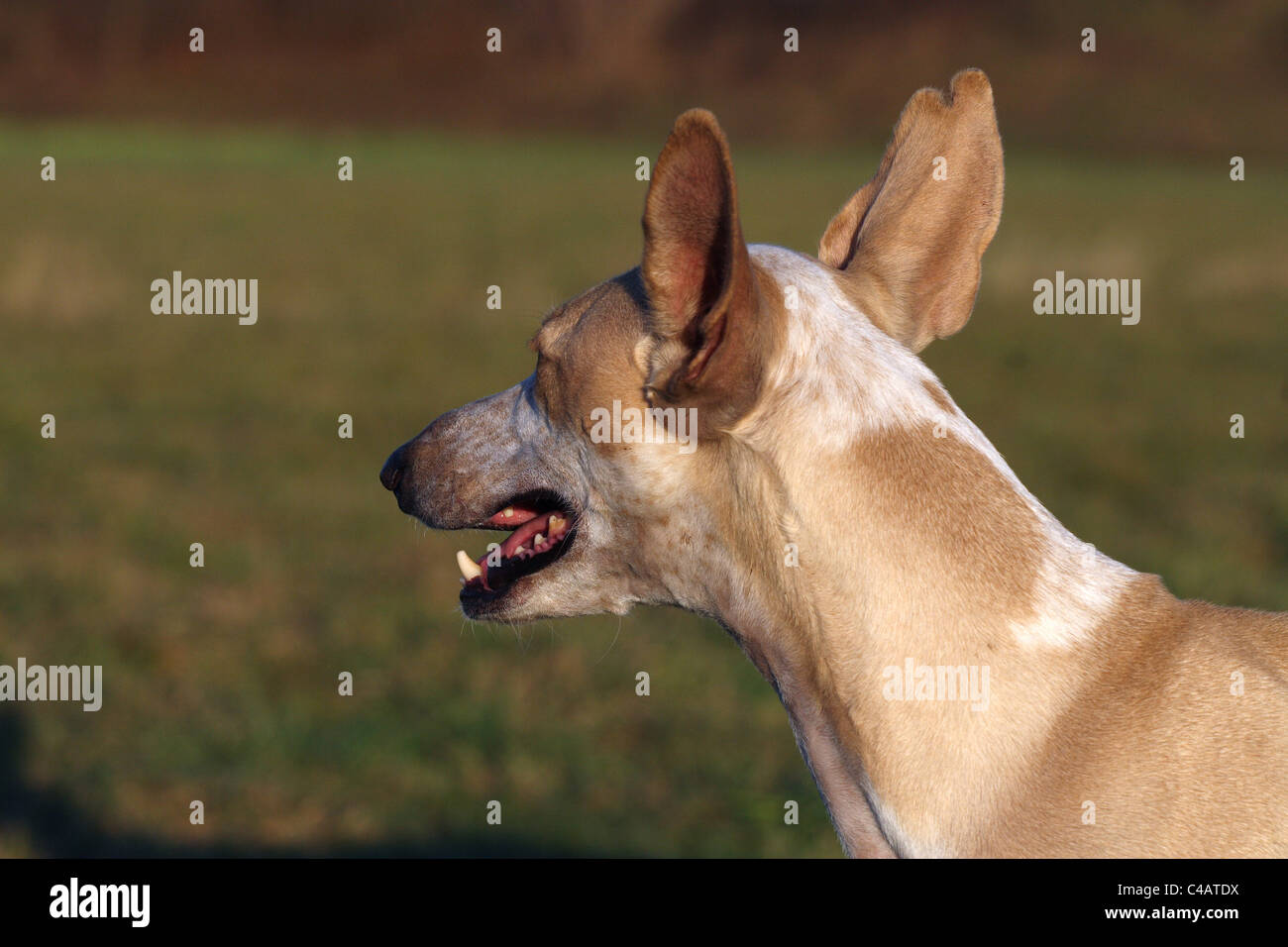 Podenco Canario Hunting Dogs Podenco High Resolution Stock Photography ...