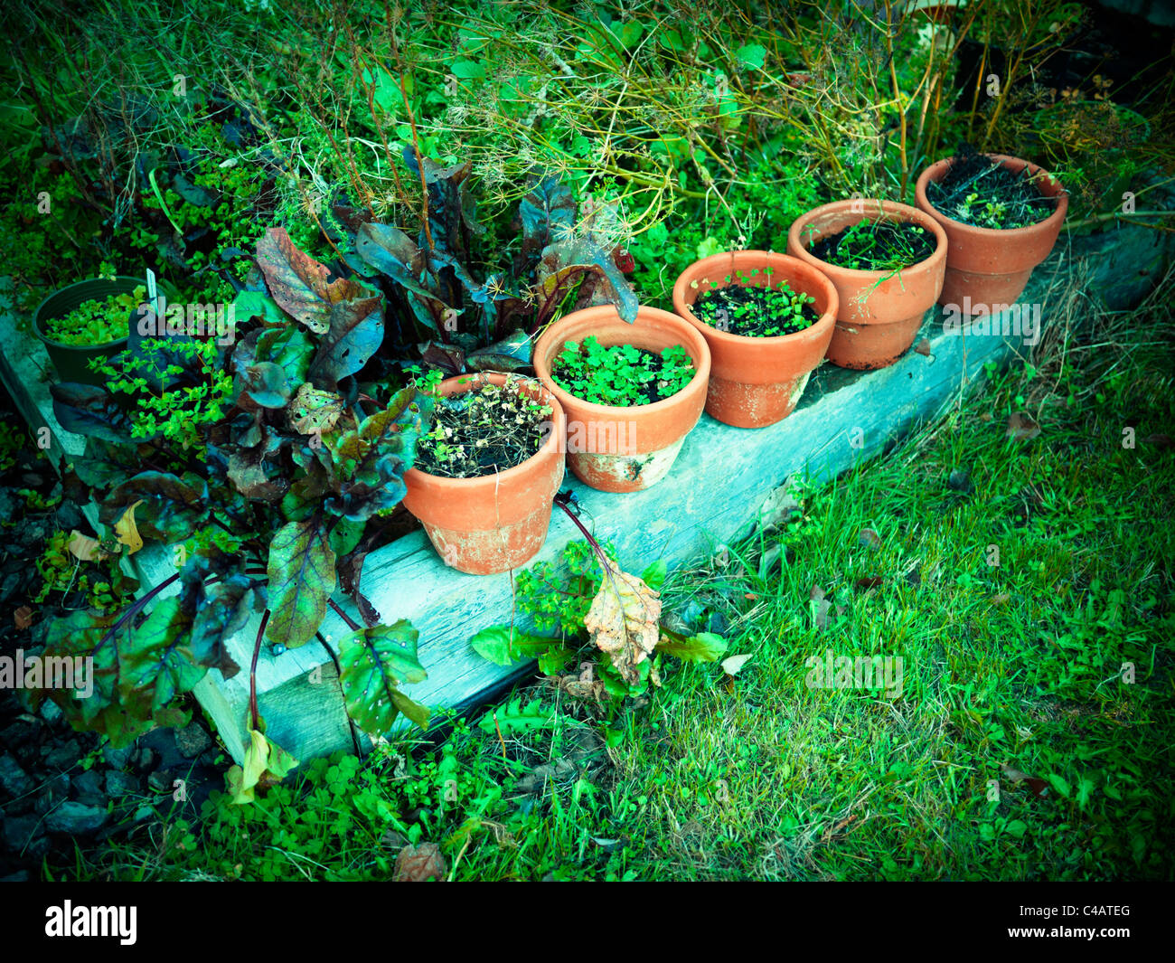 Overgrown Lawn High Resolution Stock Photography and Images - Alamy