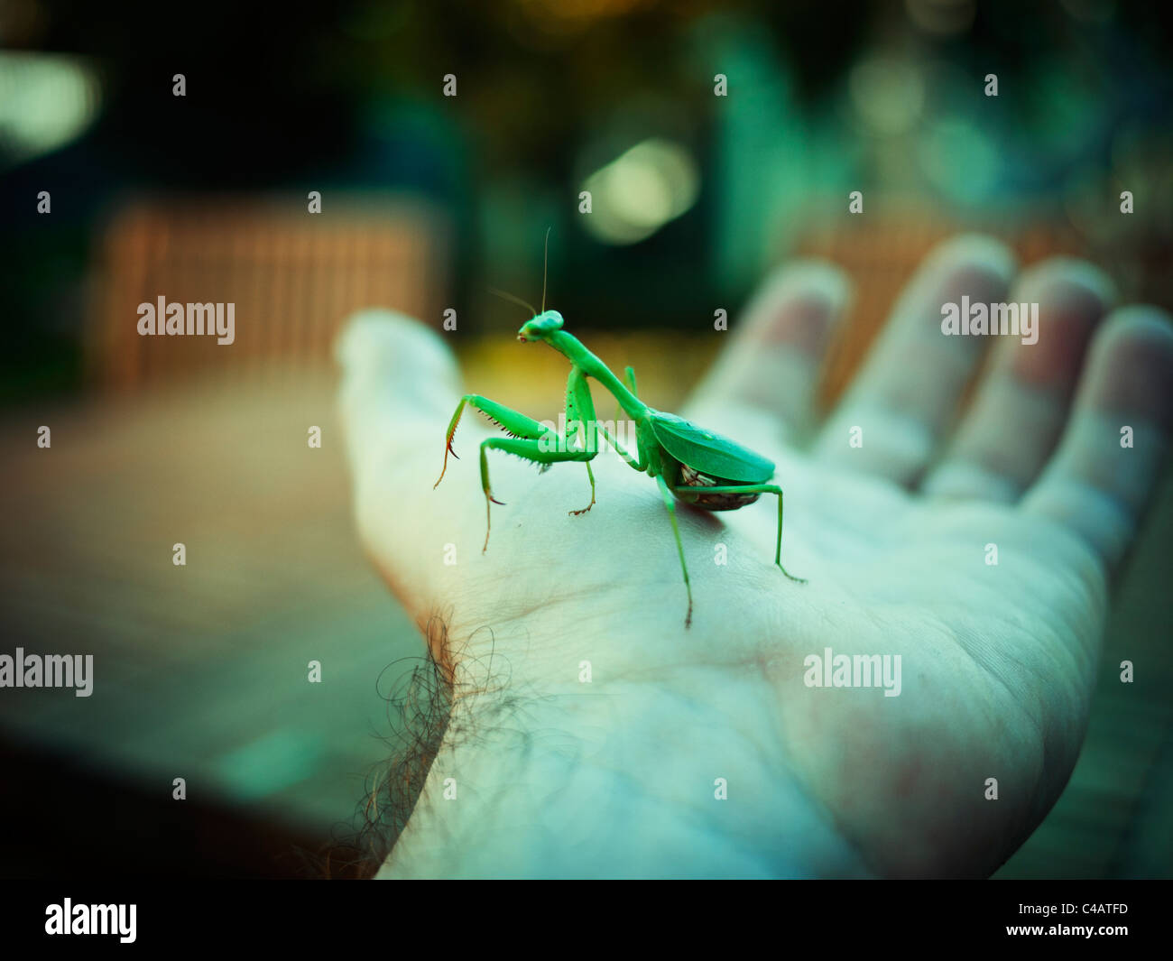 Mantis praying standing hi-res stock photography and images - Alamy